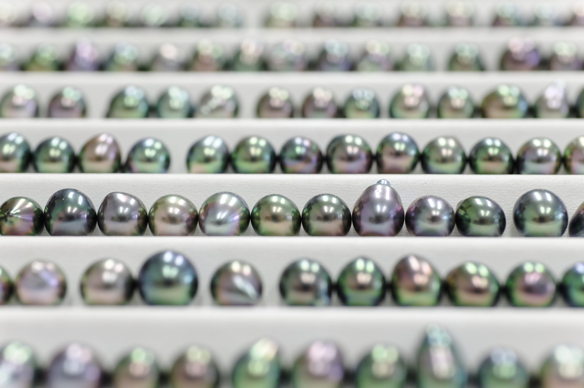 La Perle de culture de Tahiti – Direction des Ressources Marines