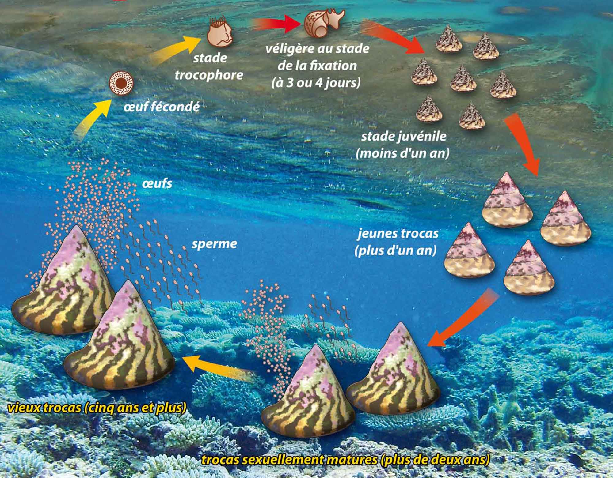 La pêche de troca – Direction des Ressources Marines