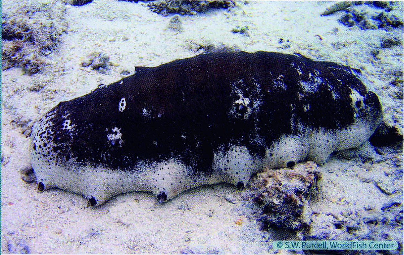 La pêche des holothuries (rori) – Direction des Ressources Marines
