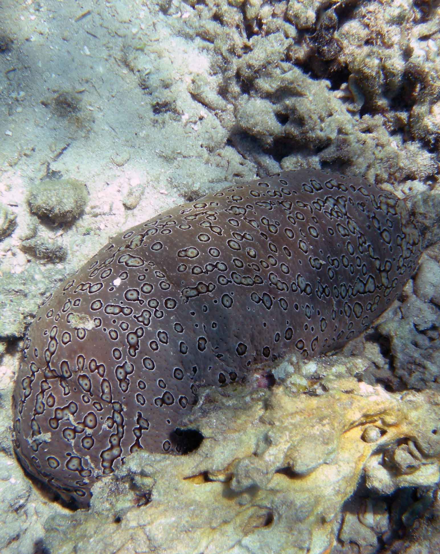 La pêche des holothuries (rori) – Direction des Ressources Marines
