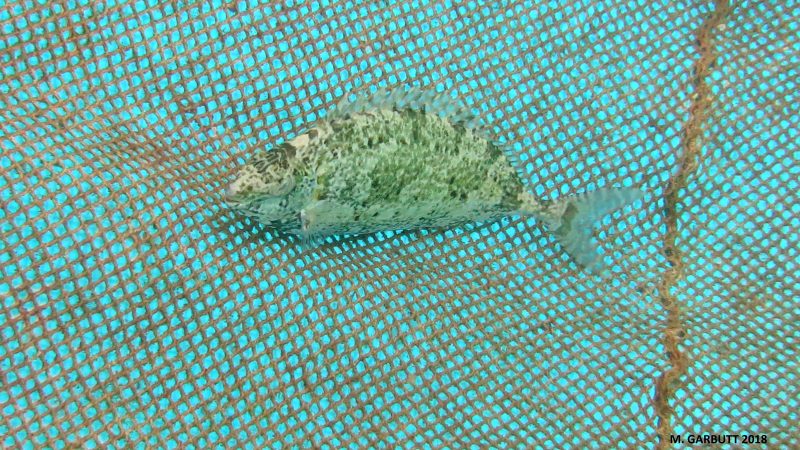 Marava – Direction des Ressources Marines