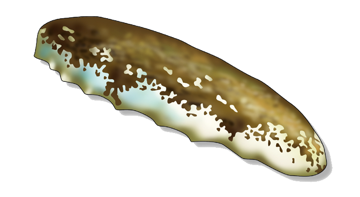 Bêche De Mer Rori – Direction des Ressources Marines