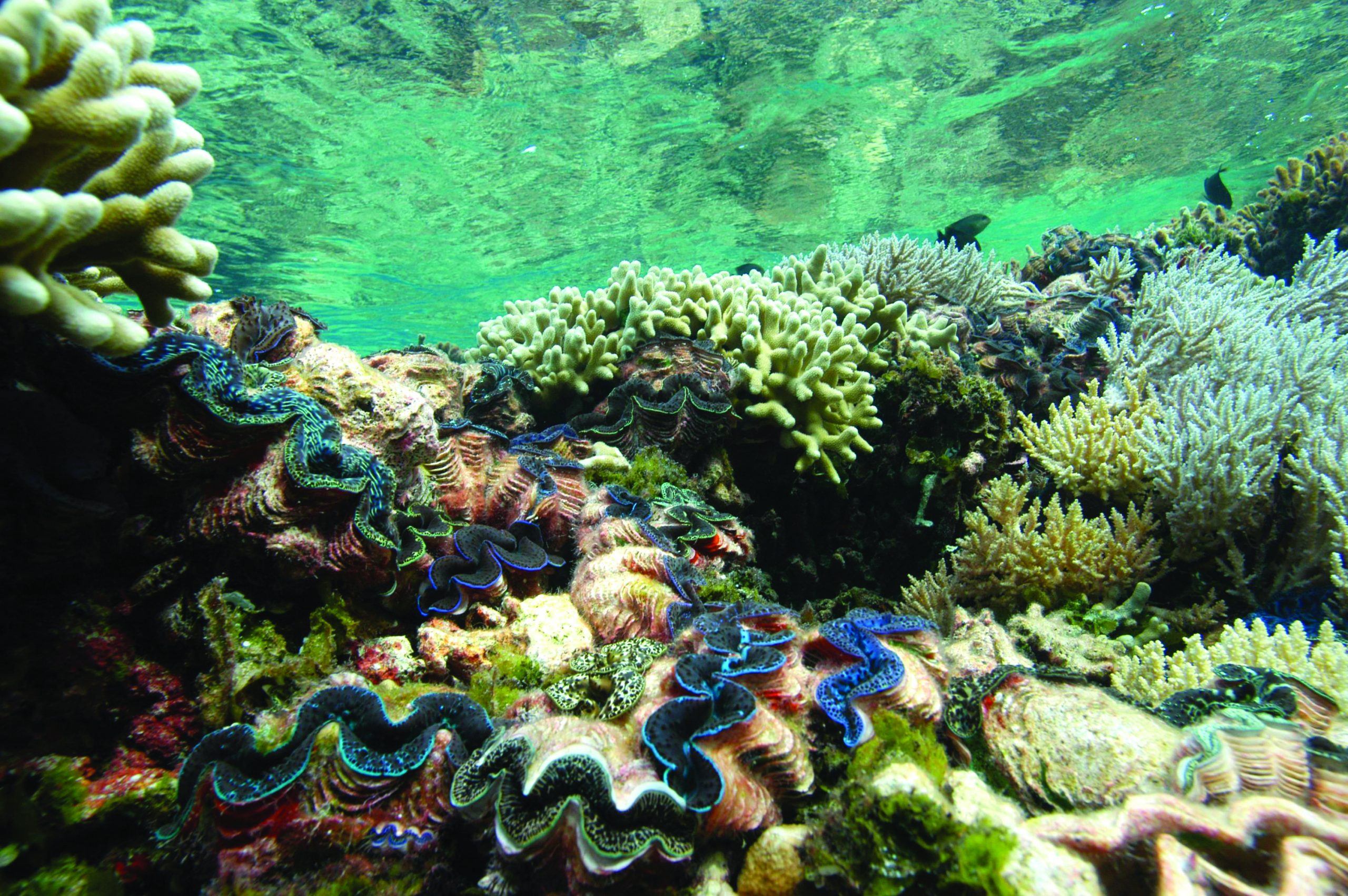 Les Bénitiers : Gestion de la ressource – Direction des Ressources Marines