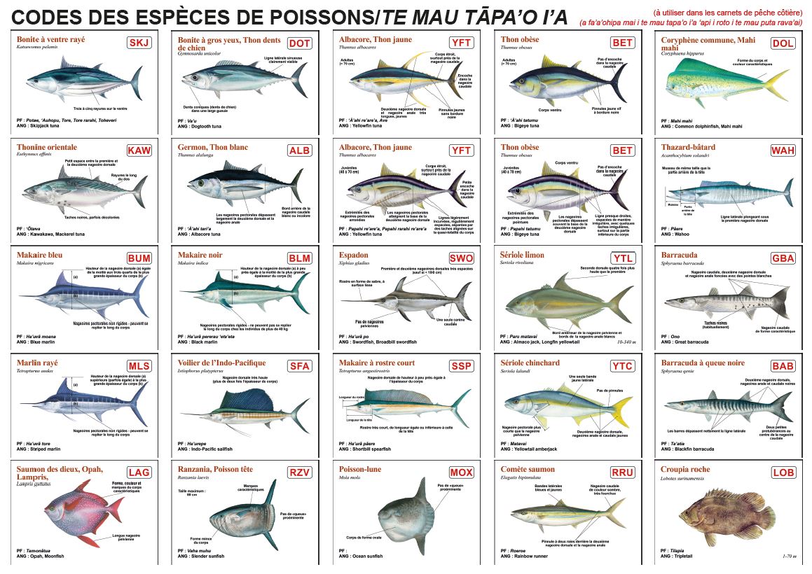 Carnets de pêche : fiches d’identification des espèces marines ...