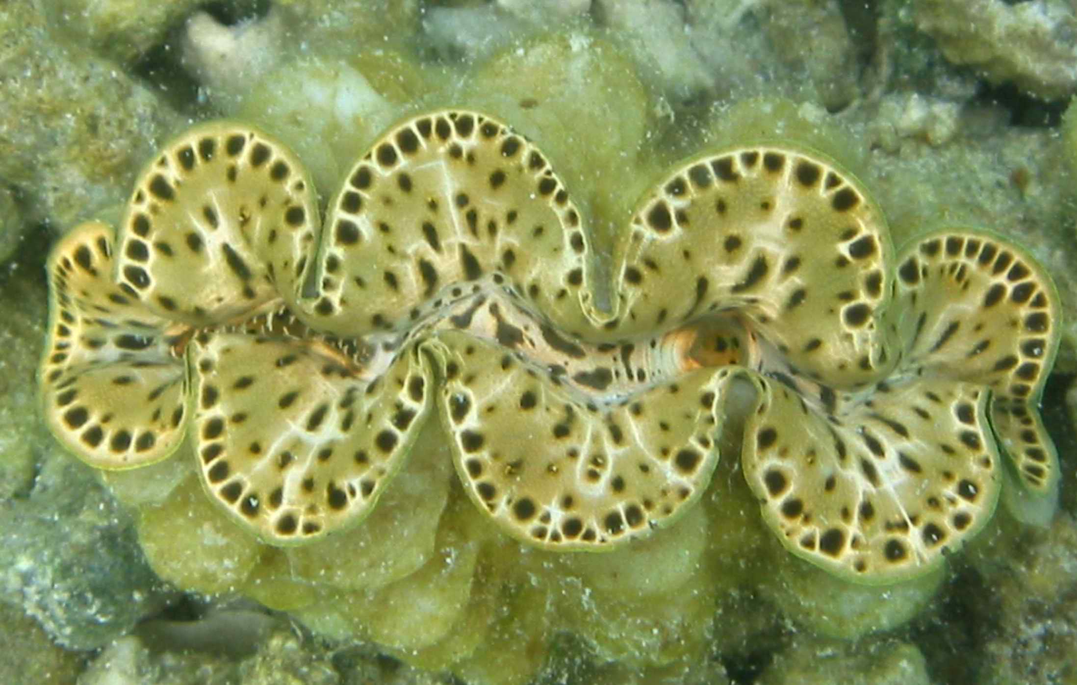 Les bénitiers, les joyaux colorés de Tubuai – Direction des Ressources ...